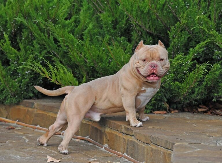 Como é o American Bully Exótico? - American Bully Brasil